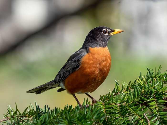 "The Robin Year" (A Short Story from the Maggie Series) - HubPages
