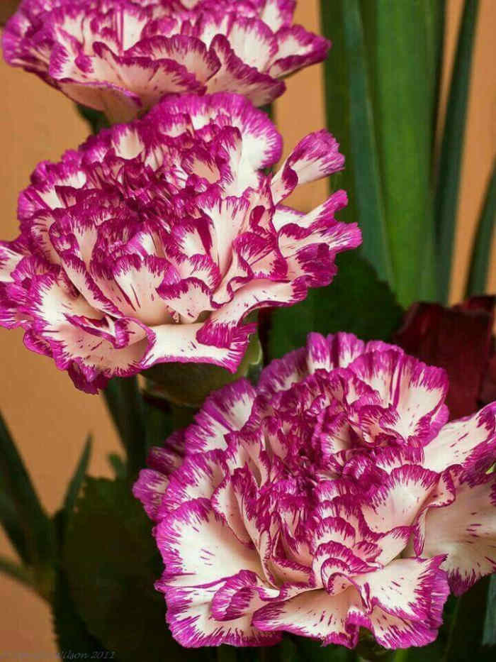 Colors of Carnations and Their Meanings - HubPages