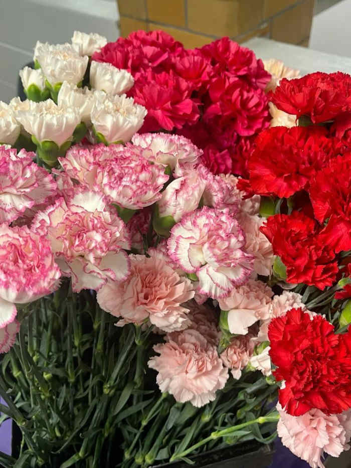 Colors of Carnations and Their Meanings - HubPages
