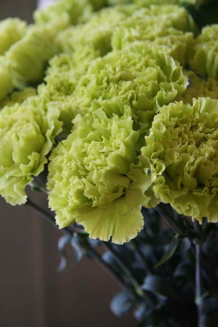 Colors of Carnations and Their Meanings - HubPages