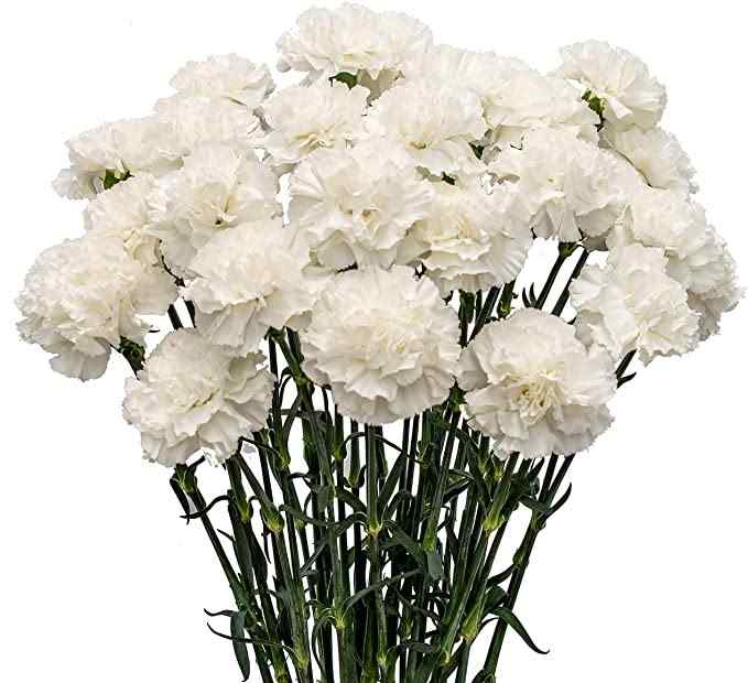 Colors of Carnations and Their Meanings - HubPages