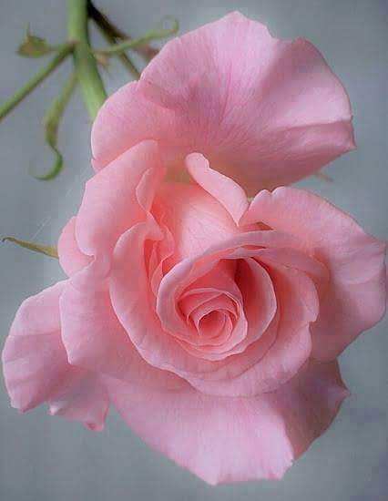 Mind Brain and Body - HubPages