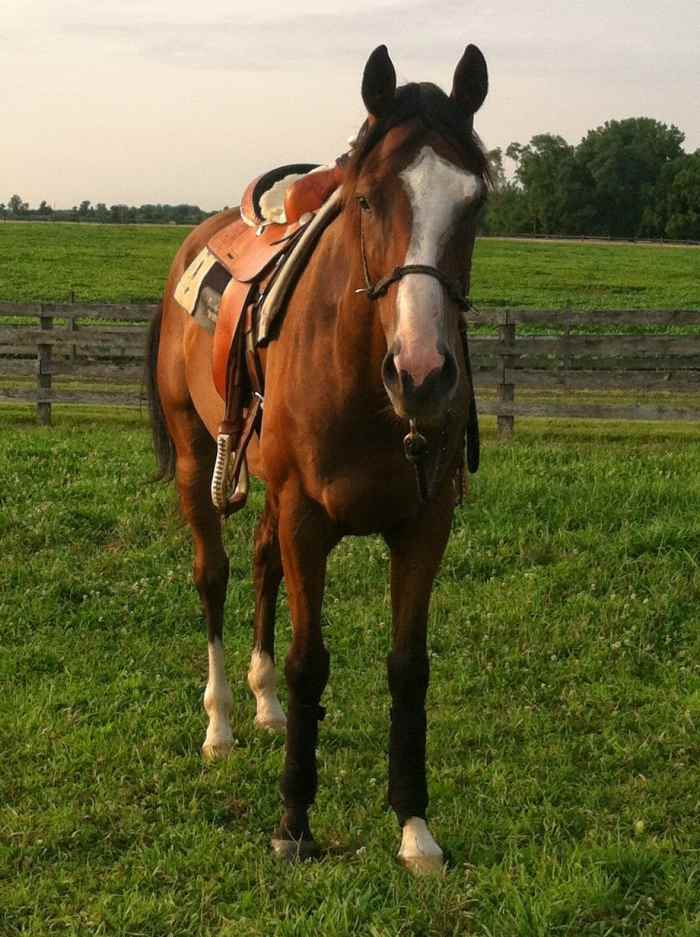 To Ride or Not to Ride? That Is the Question - HubPages