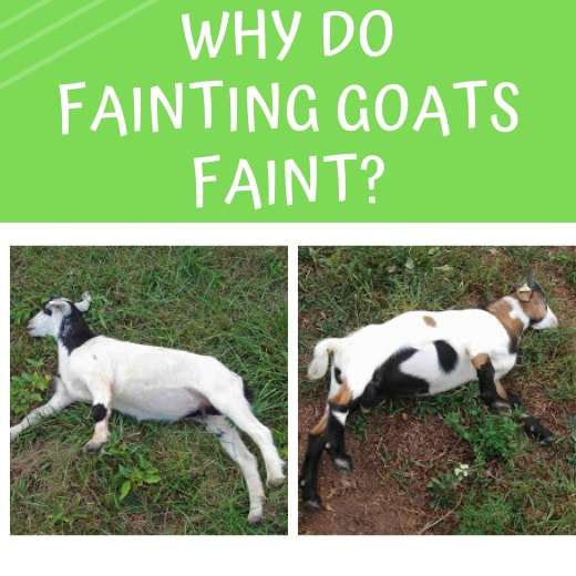 Fainting Goats: Why Do They Faint? - Owlcation - Education