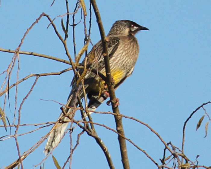 Australian Native Birds - The Red Wattle Bird & the Little Wattle Bird ...