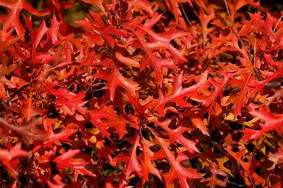 5 Great Fast-Growing Oak Trees - Dengarden - Home and Garden