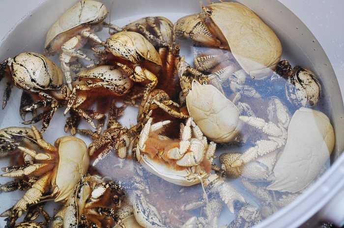 Facts About Yeti Crabs, Hydrothermal Vents, and Cold Seeps - Owlcation ...