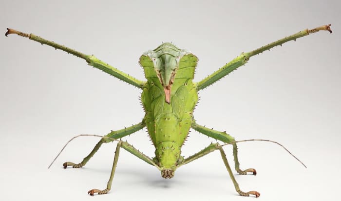 Everything You Want to Know About Keeping Phasmids as Pets - PetHelpful ...