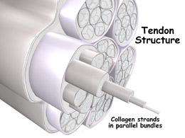 My Experience and Treatment for Tendinosis (Not Tendinitis) - Patient's ...