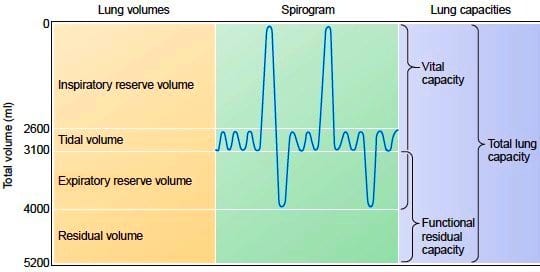 Lung Volumes and Capacities - Owlcation - Education