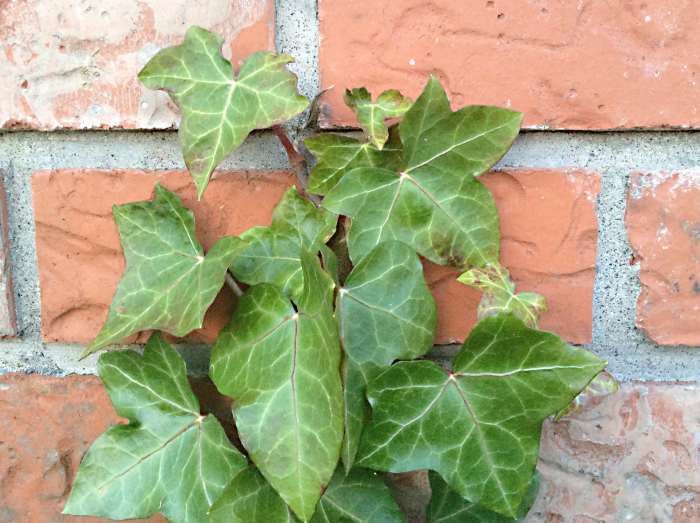 English Ivy Facts, Uses, and Problems - Dengarden - Home and Garden