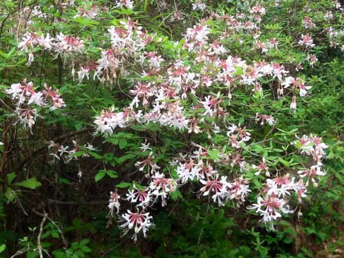 Native Azaleas of Louisiana in Pictures - Dengarden - Home and Garden