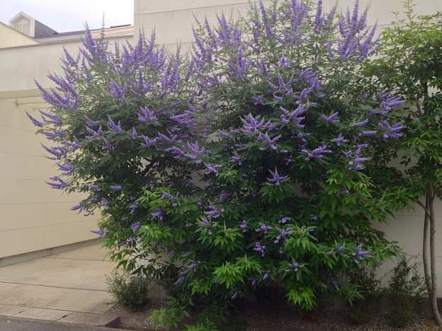 39 Small Trees (Under 30 Feet) for a Small Yard or Garden - Dengarden ...