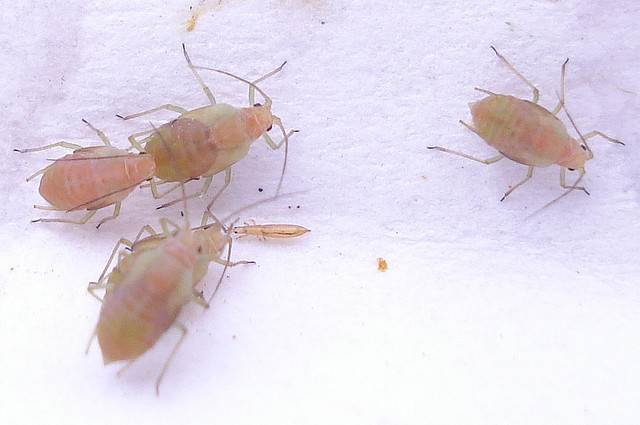 Parsley Pests - Dengarden - Home and Garden