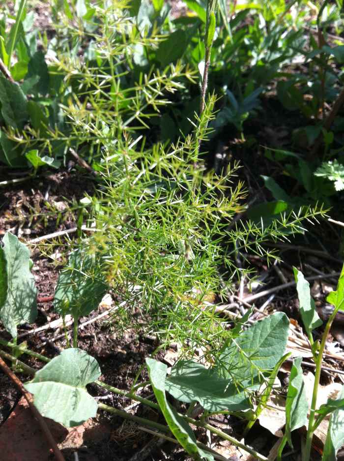 How to Plant and Grow Wild Asparagus - Dengarden - Home and Garden