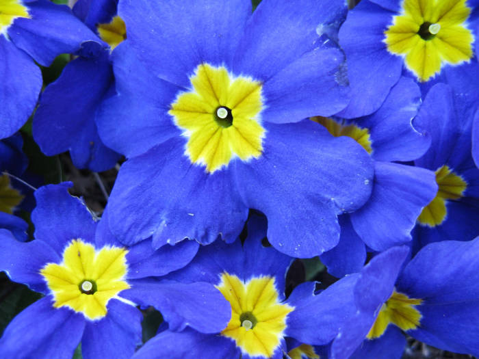 Primulas and Primroses: Facts About Beautiful Spring Flowers ...