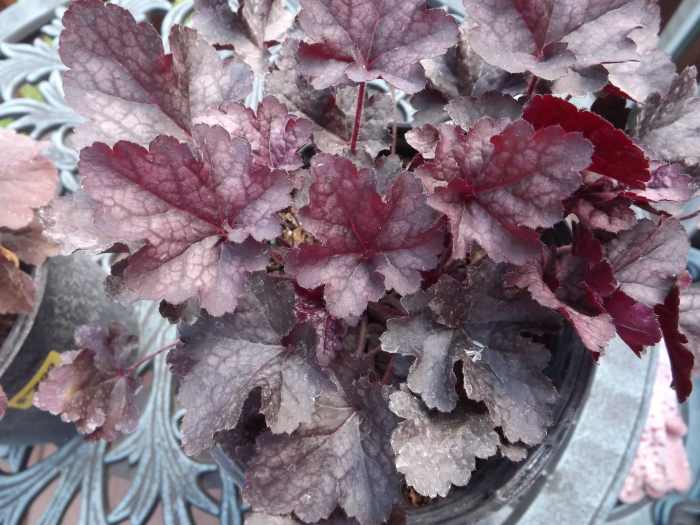 How to Grow Coral Bells (Heuchera) - Dengarden - Home and Garden