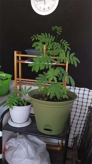 Growing Mimosa Trees - Dengarden - Home and Garden