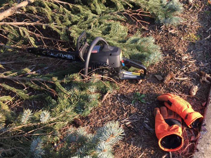 Why and When You Should Remove Tree Limbs - Dengarden - Home and Garden