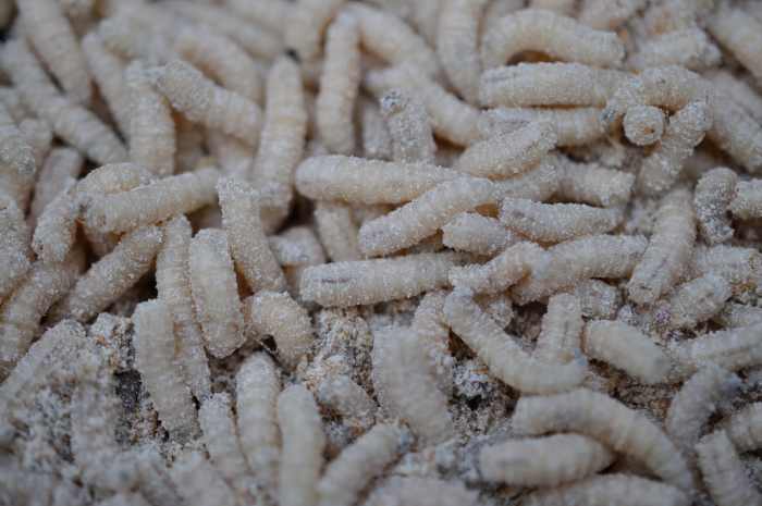 Maggot Facts: Where They Come From and How to Get Rid of Them ...