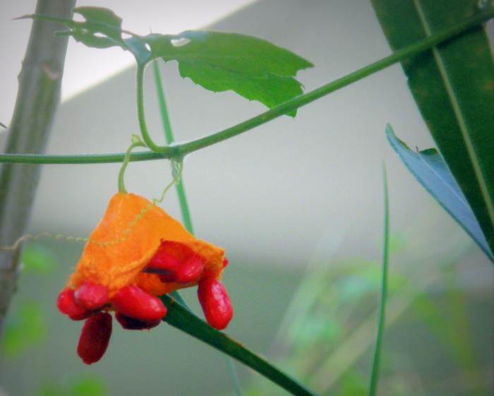 Cerasee: All About This Little-Known Medicinal Weed - RemedyGrove ...