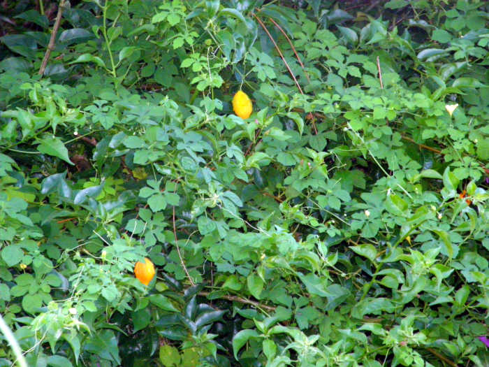 Cerasee: All About This Little-Known Medicinal Weed - RemedyGrove ...