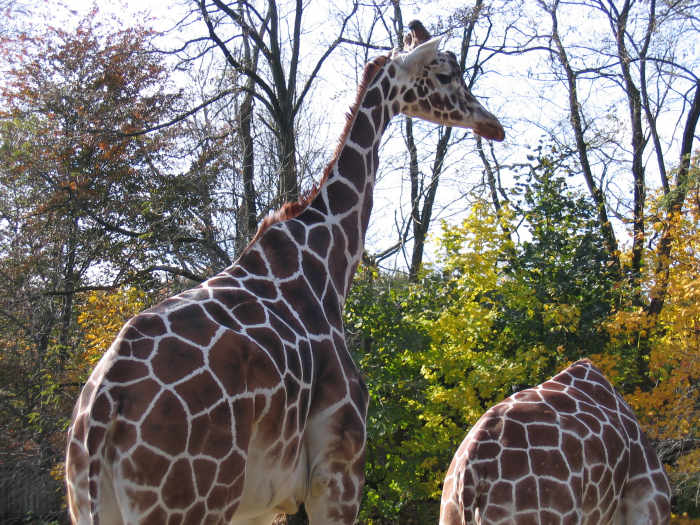 What Sound Does a Giraffe Make? - Owlcation - Education