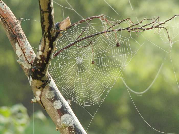 Amazing Spiders: Strange, Interesting, and Scary Facts - Owlcation