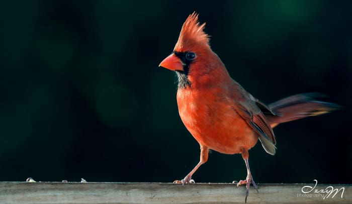 10 Most Colourful Songbirds in the World and Their Songs - Owlcation ...