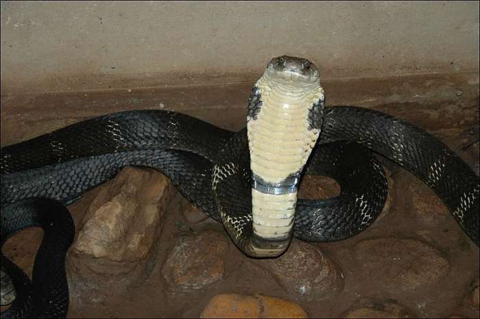 19 Awesome Facts About King Cobra Snakes - Owlcation