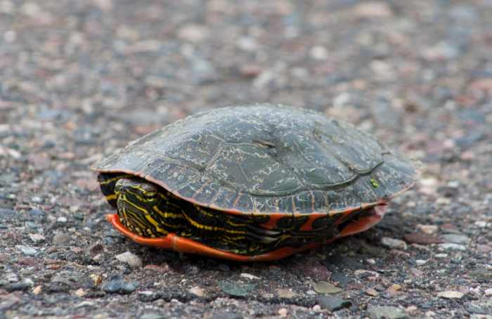 Shell-Bearing Animals - Owlcation