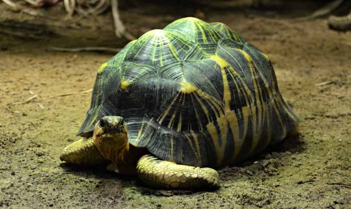 Shell-Bearing Animals - Owlcation