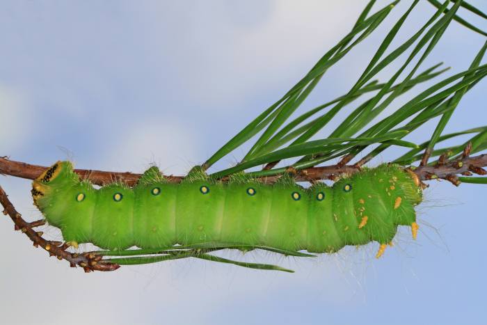 Green Caterpillar Identification Guide: 18 Common Types - Owlcation ...