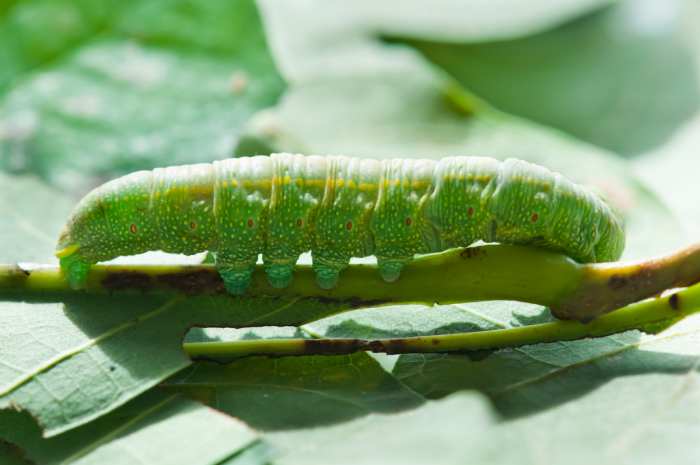 Green Caterpillar Identification Guide: 18 Common Types - Owlcation ...