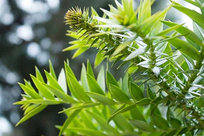 The Bunya Pine: A Strange and Useful Tree - Owlcation