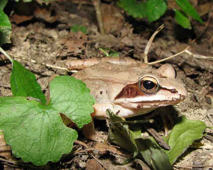 Cryobiology: Frozen Wood Frogs and Adaptations for Survival - Owlcation ...