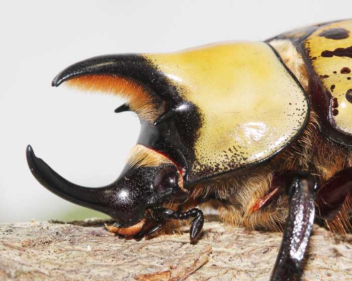 40 Interesting Facts About Hercules Beetles (Genus Dynastes ...