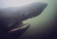 Facts About Basking Sharks - Owlcation