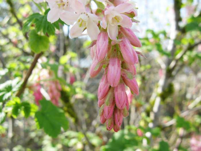 Spring Wildflowers in Southwestern British Columbia - Owlcation - Education