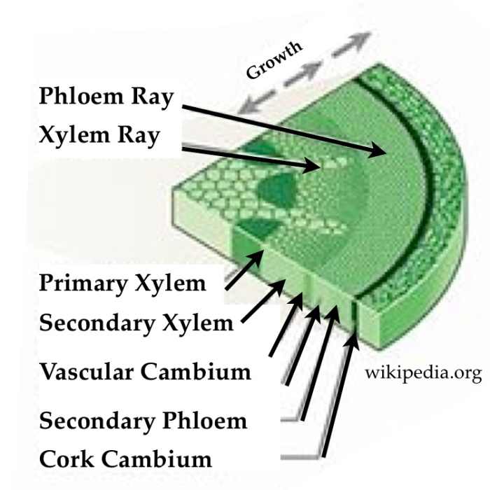 Geotropism: What Makes Plants Grow up and Roots Grow Down? - Owlcation ...