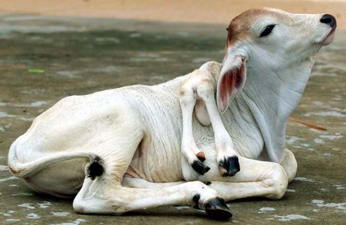 Genetic Diversity Mutations Sexual Reproduction Migration And Population Size Owlcation