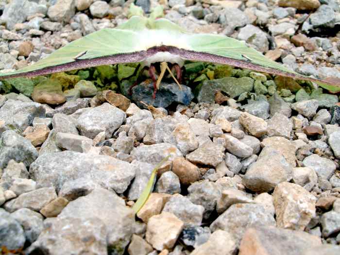 Some Interesting Facts About the Luna Moth in the U.S. - Owlcation ...