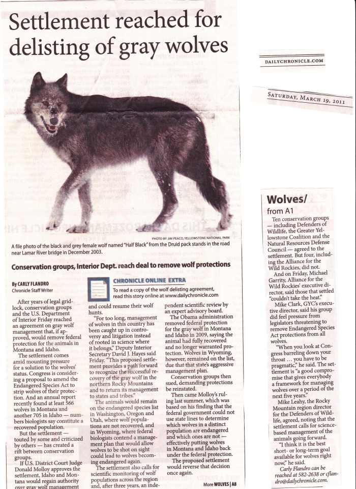 Reintroduction of the Gray Wolf: Pros and Cons - Owlcation - Education