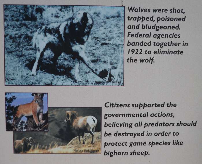 Reintroduction of the Gray Wolf: Pros and Cons - Owlcation - Education