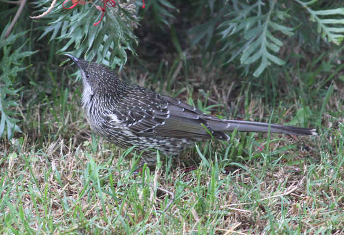 Australian Native Birds - The Red Wattle Bird & the Little Wattle Bird ...