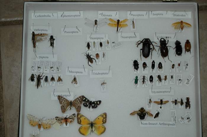 Insect Science Projects - Owlcation - Education