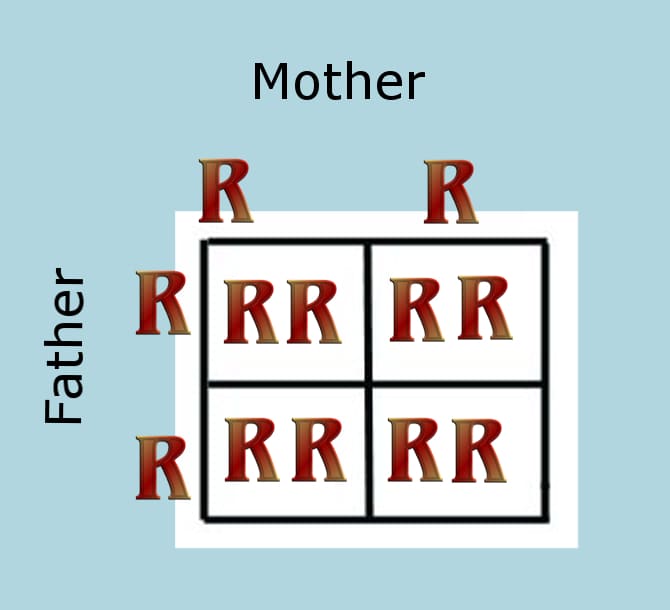 Redheads: The Genetics of Hair Color - Owlcation