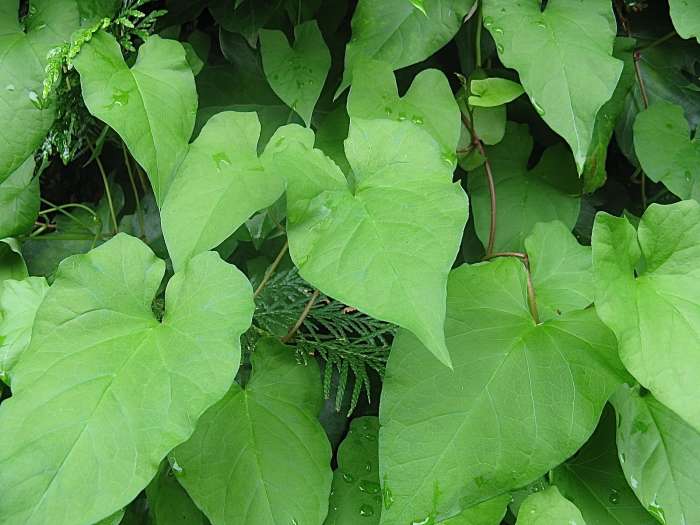 Hedge Bindweed or Wild Morning Glory: An Invasive Plant in BC ...