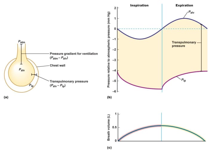 Lung Pressures and Lung Compliance - Owlcation - Education