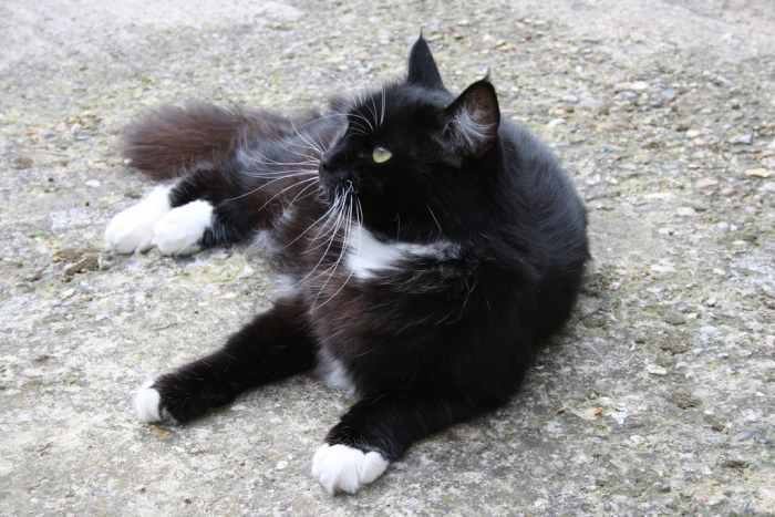 7+ Bicolor Pattern Variations in Cats (and Why They Occur) - PetHelpful